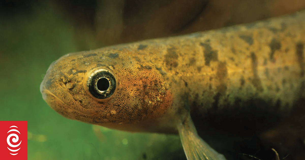 Delight over discovery of 'cute' Gollum galaxias fish in Southland ...