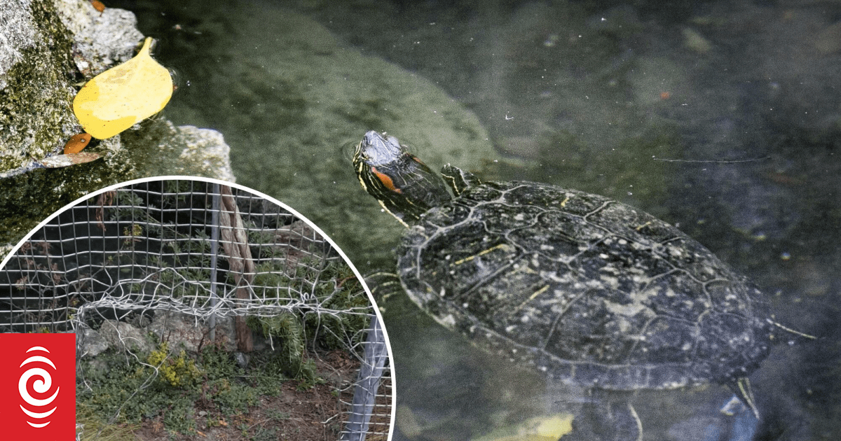 Stolen turtles slowly make their way home to Hastings park | RNZ News