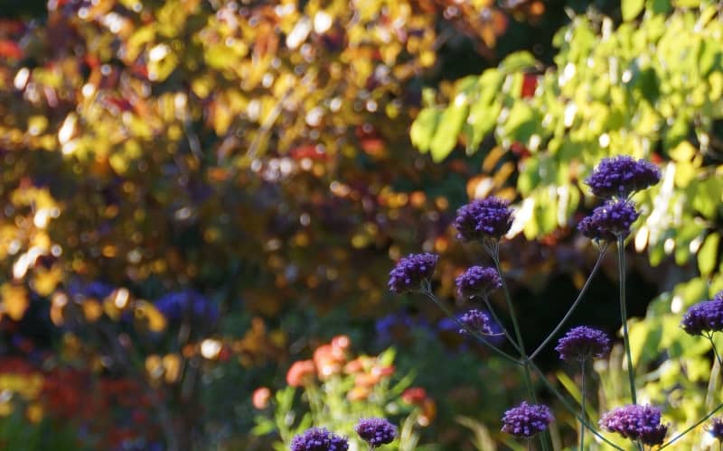 Hurunui Garden Festival goes ahead after big post-storm clean up | RNZ