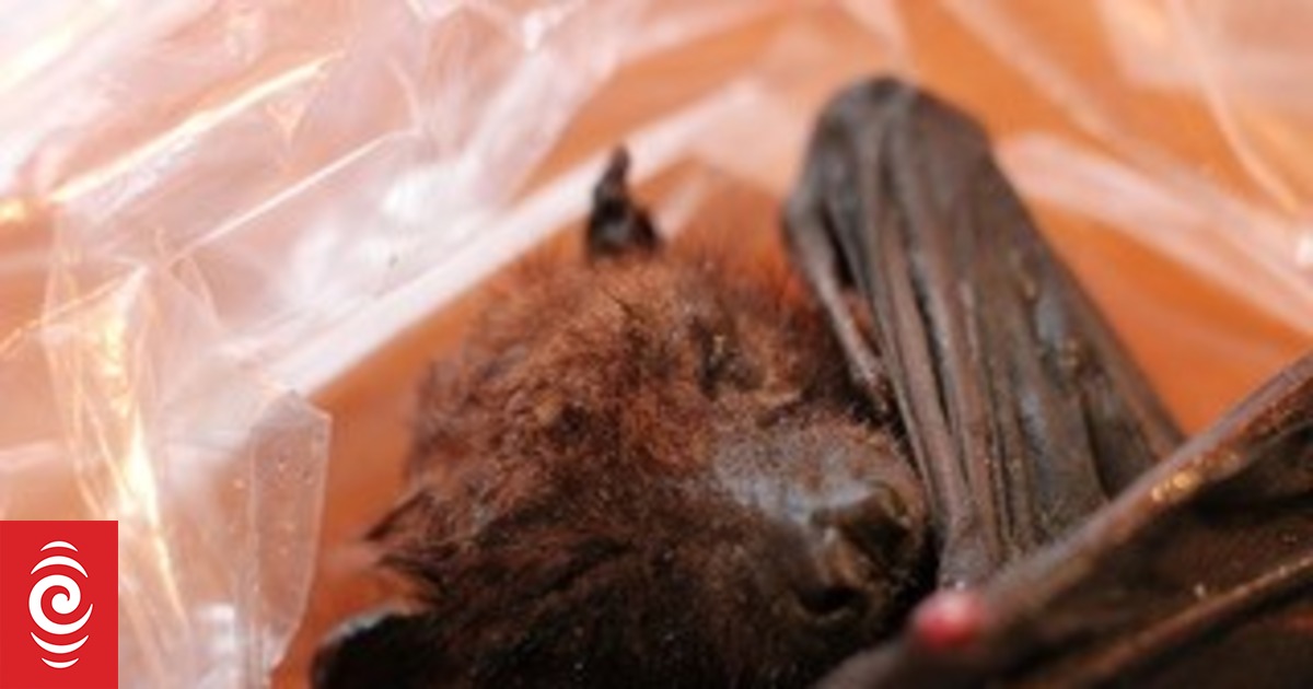 Native Australian bat not seen in NZ for a century found in Blenheim ...