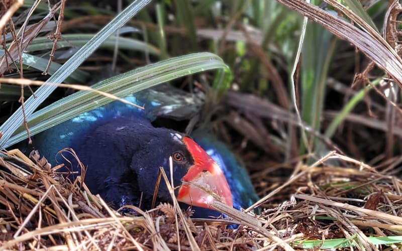 Takahē seniors to spend retirement at Zealandia | RNZ