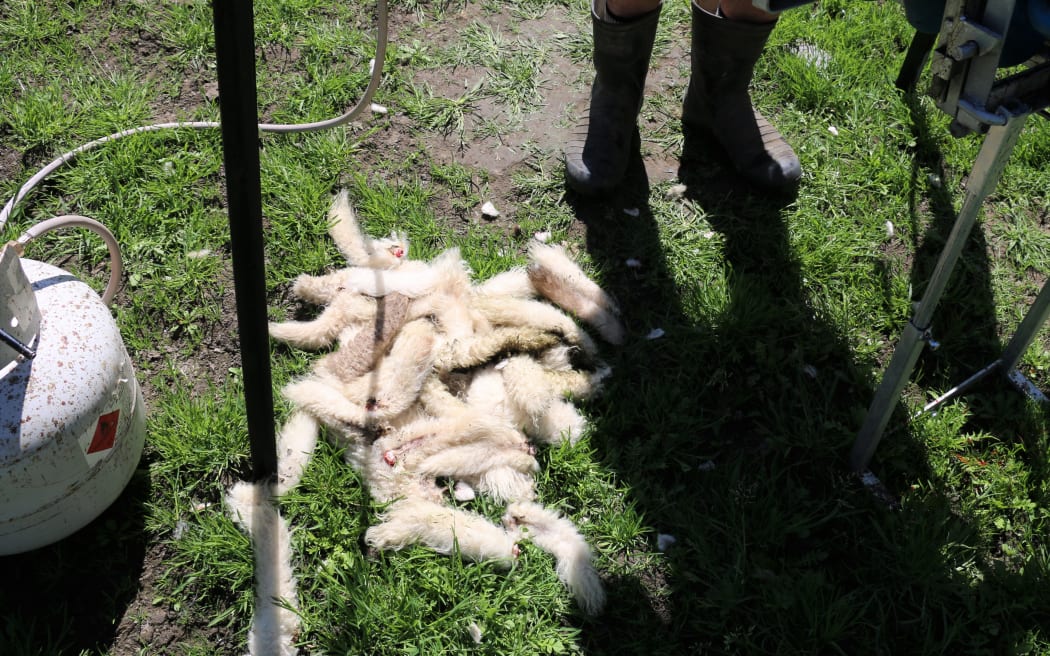 A year on the farm: Tailing the spring lambs | RNZ