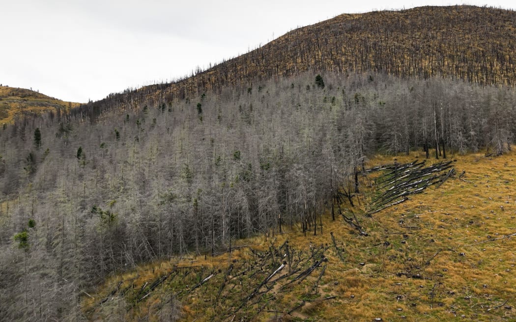 Wilding Pines: Tackling our worst weed | RNZ News