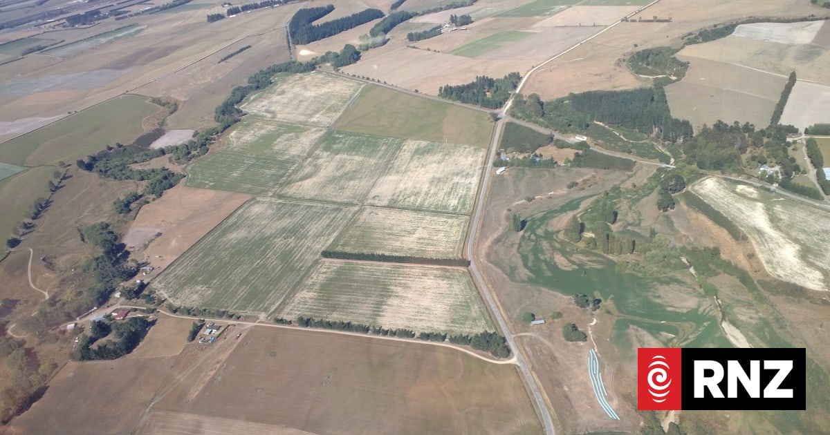 Farmers 'despondent' in Canterbury drought | RNZ