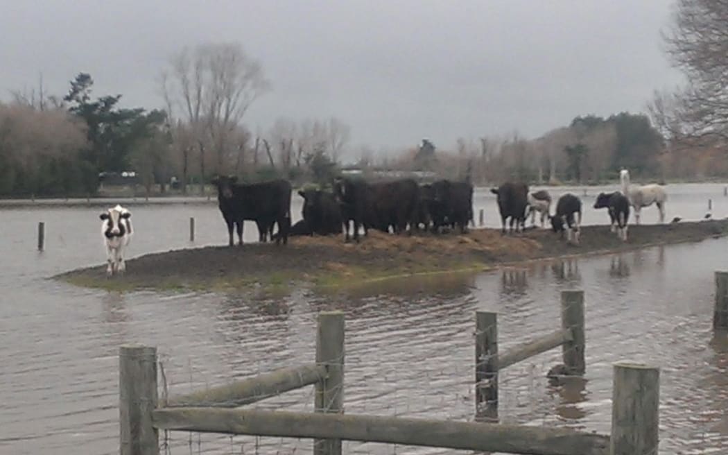 Will Halliday on dealing with livestock during disaster | RNZ