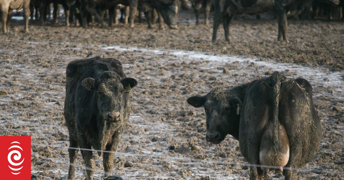 Amended intensive winter grazing rules 'win for common sense ...