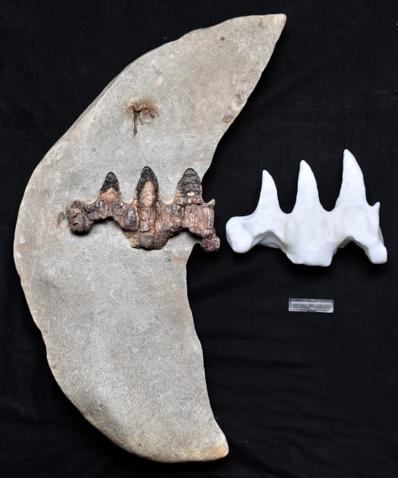 Exploring Earth's diary | A Gallery from Nine To Noon | RNZ National