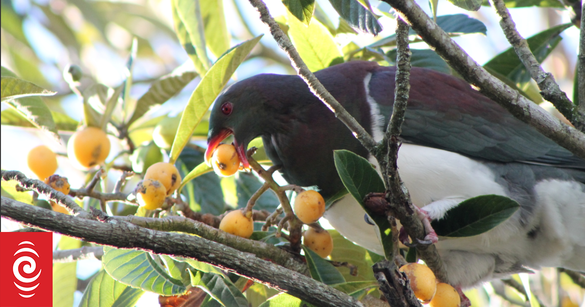 The Panel with Madison Burgess-Smith & Peter Elliot (Part 1) | RNZ