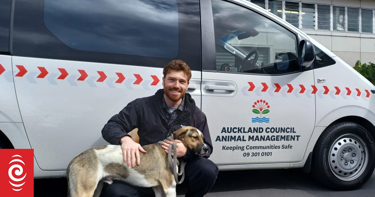 South Auckland tops list for worst cases of roaming dogs | RNZ News