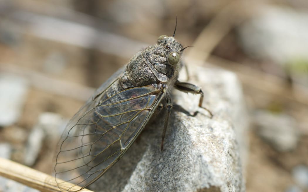 Critter of the Week: The Canterbury scree cicada | RNZ
