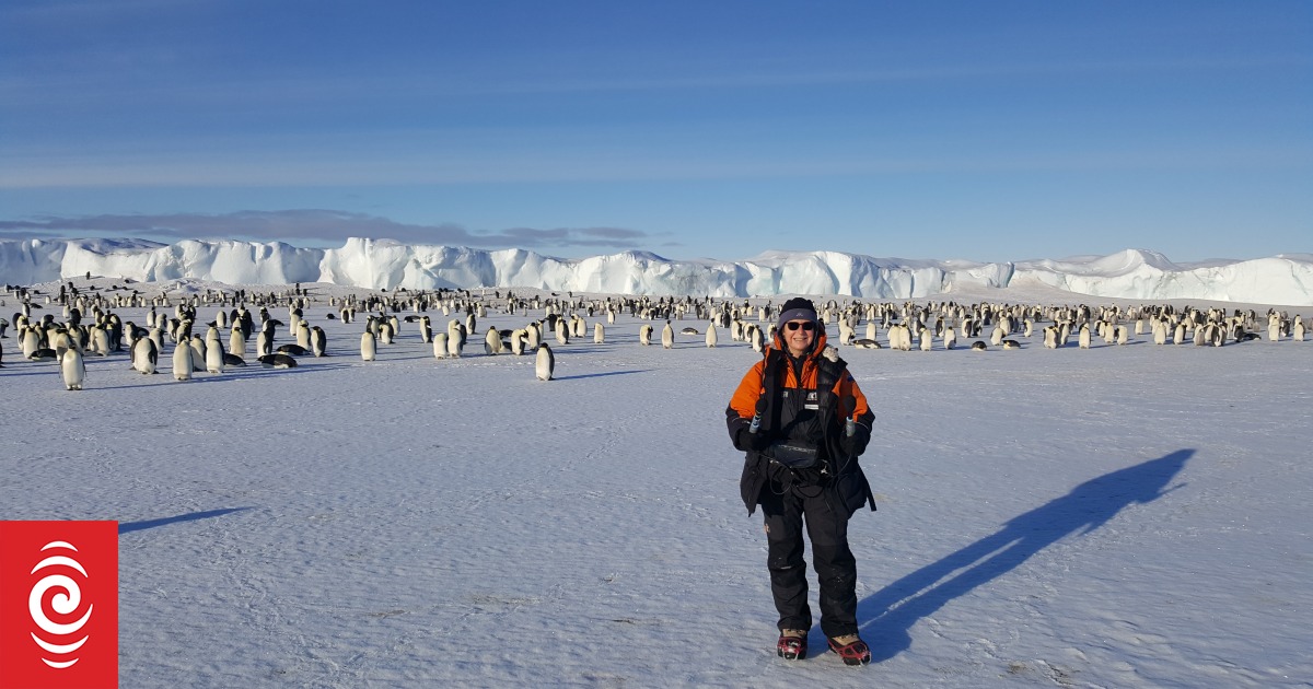 Emperor penguin secrets | RNZ