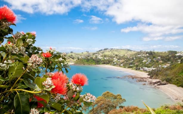 Most of NZ’s flowering plants grow nowhere else – and Christmas falls ...