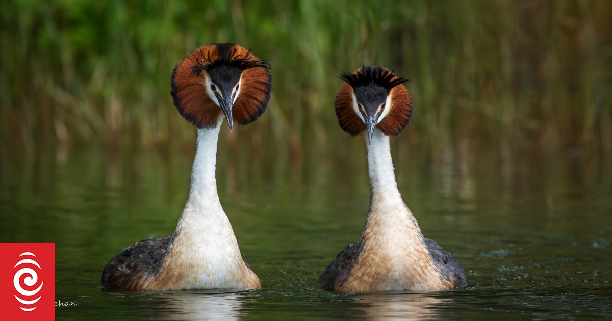 Bird of the Century: What you need to know about pūteketeke | RNZ News