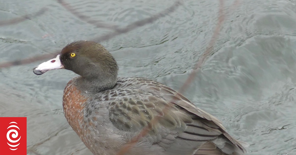 A life time of bird watching, Peter Kaestner's story | RNZ