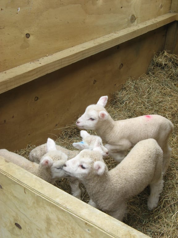 Relda Greenhalgh’s farm | A Gallery from Country Life | RNZ National
