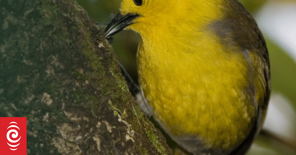 Mohua birds thriving on Stewart Island | RNZ