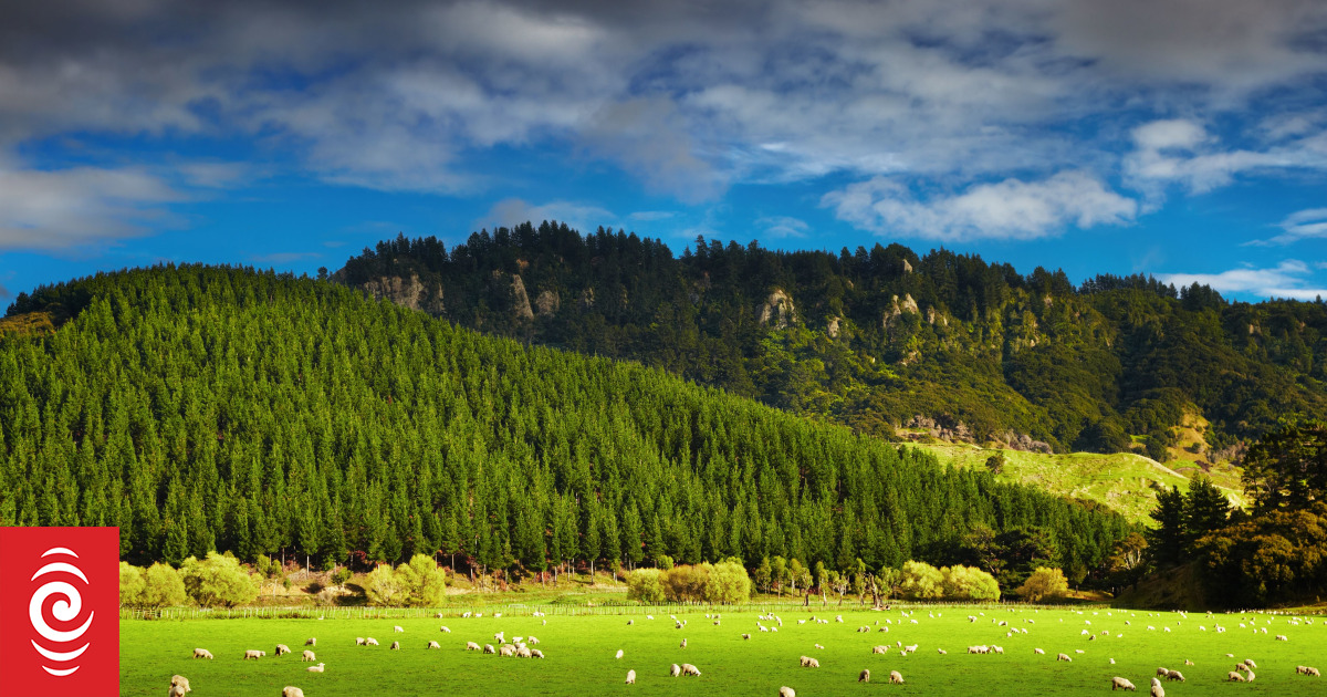 Midday Rural News for 31 August 2023 | RNZ