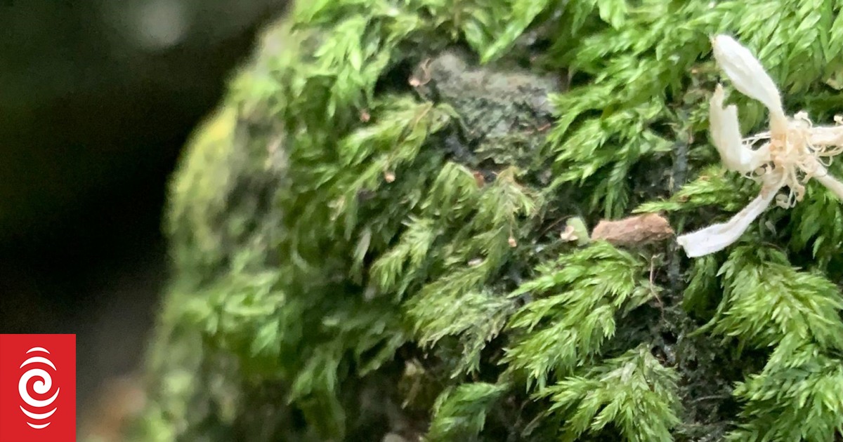 Critter of the Week: The Great Giant Scale | RNZ