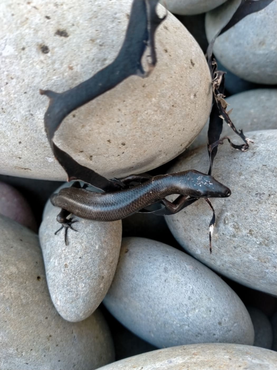 Critter of the Week - Shore skink or Mokomoko | RNZ