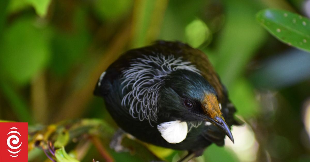 How to support native birds in your backyard | RNZ