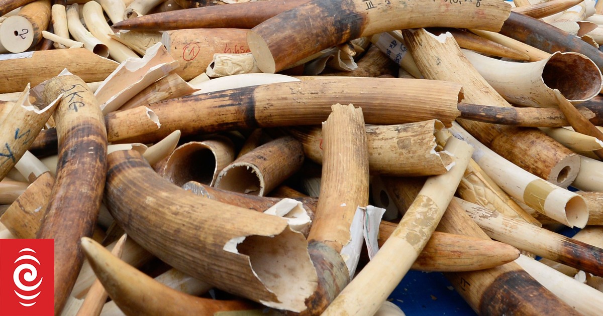 Tonnes of ivory destroyed in Paris | RNZ News
