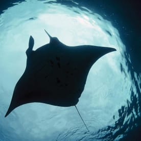 Culum Brown: Fish are way smarter than you think | RNZ