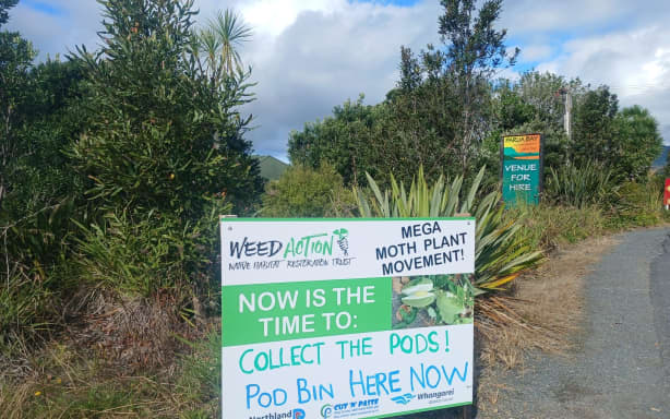 Northlanders fight back against invasive moth plant vines | RNZ
