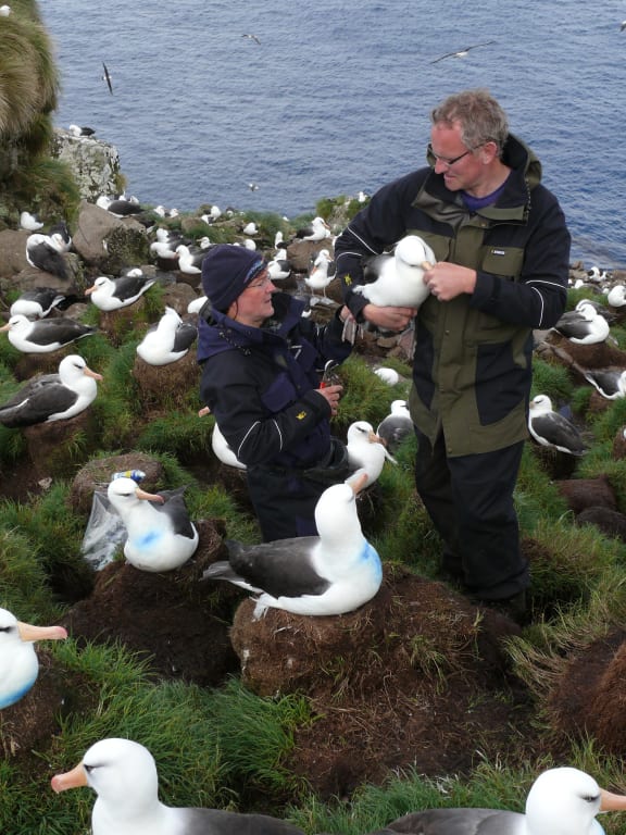 Understanding albatross | RNZ