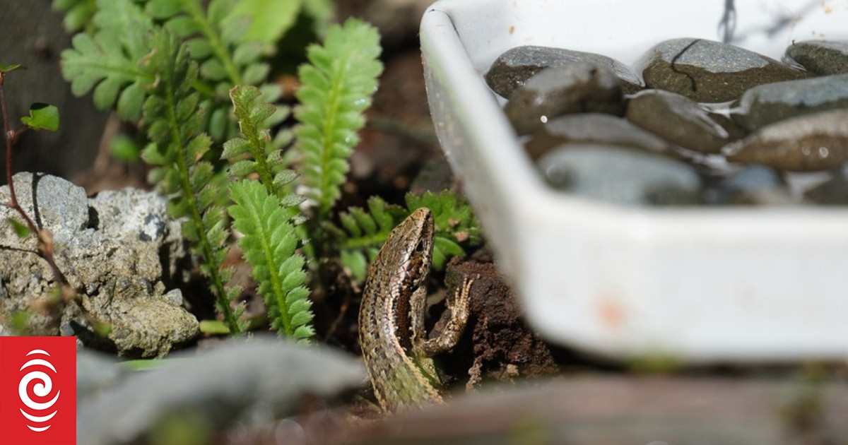 Transforming the garden into a 'lizard manor': a guide. | RNZ