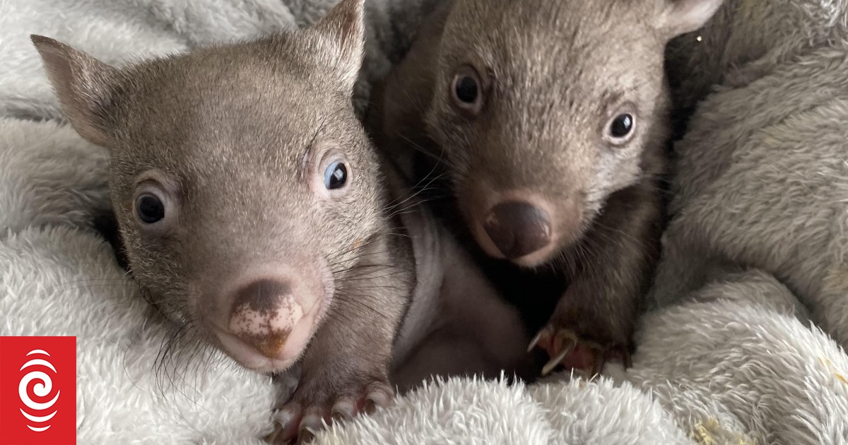Heavy rain forces wombats from their homes and onto the streets | RNZ