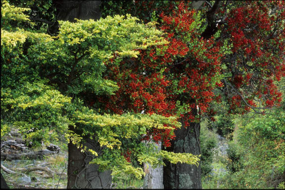 Decades photographing NZ native trees | RNZ