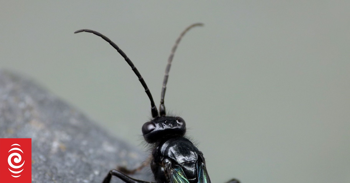 Critter of the Week: Ngaro Wīwi | RNZ