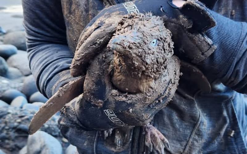 Two Muriwai kororā rescued from nesting box buried by mud slip | RNZ