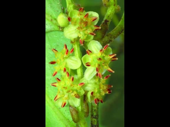 New Zealand's Native Trees | A Gallery from Nine To Noon | RNZ National