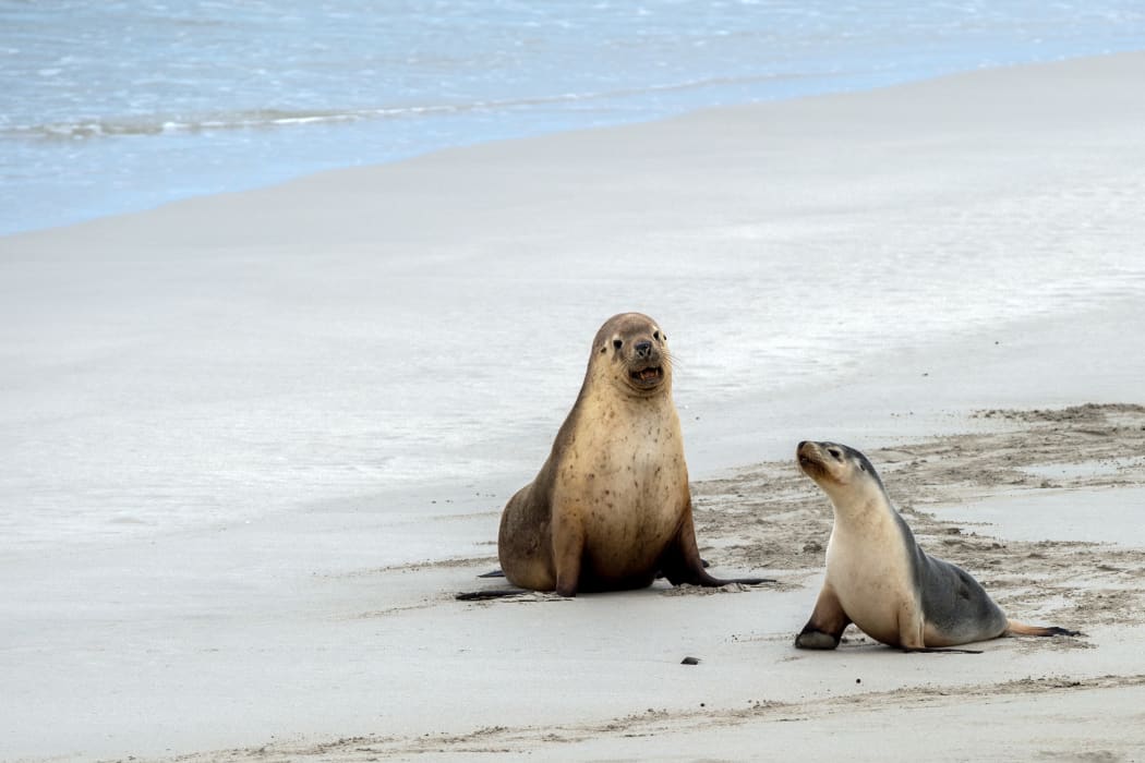 Booming breeding season for Dunedin's sea lion population | RNZ