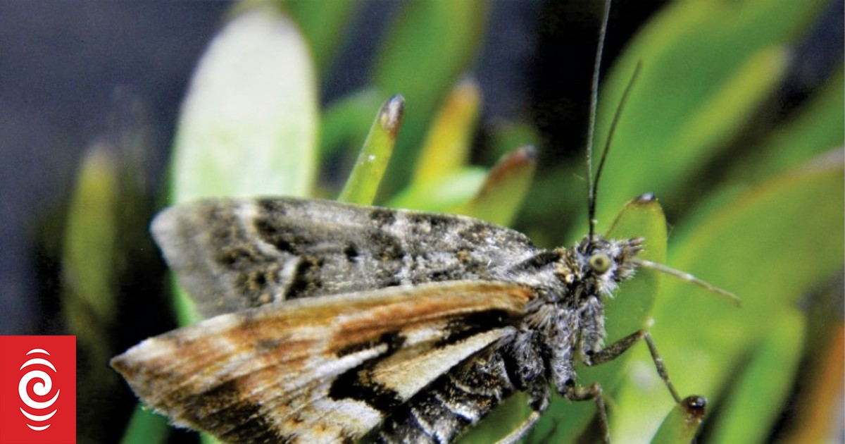 Critter of the Week: Avatar Moth | RNZ
