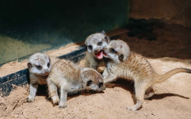 Meerkat pups Auckland Zoo's first litter in more than a decade | RNZ