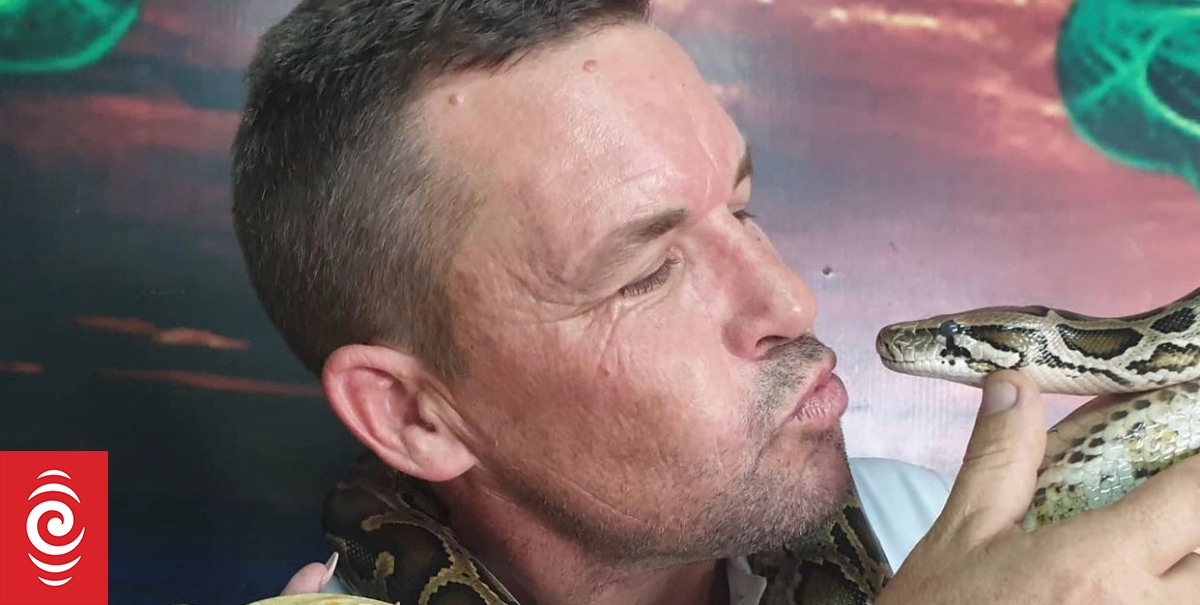 NSW sees outbreak of fat and healthy venomous snakes | RNZ