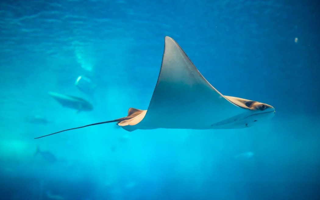 Stingray pierces fisher's boot with venomous barb | RNZ News