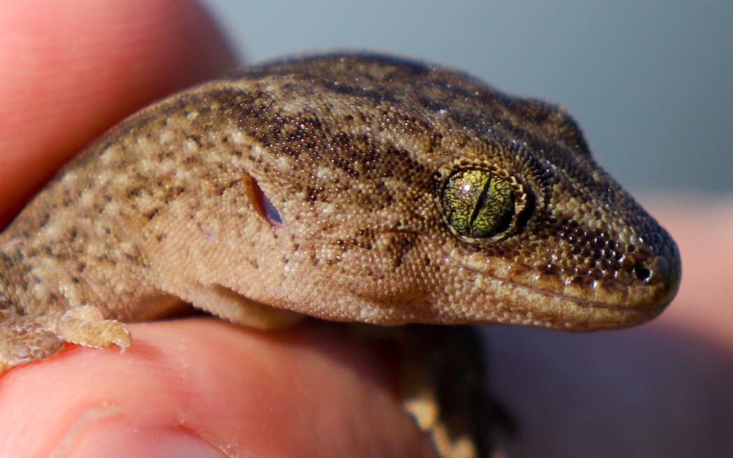 New species of Gecko on Auckland's West Coast named | RNZ