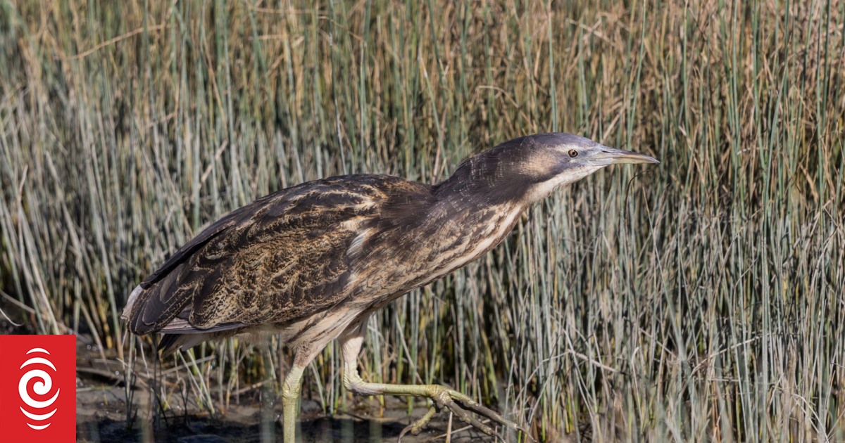 Interactive map launched in bid to save the bittern | RNZ News