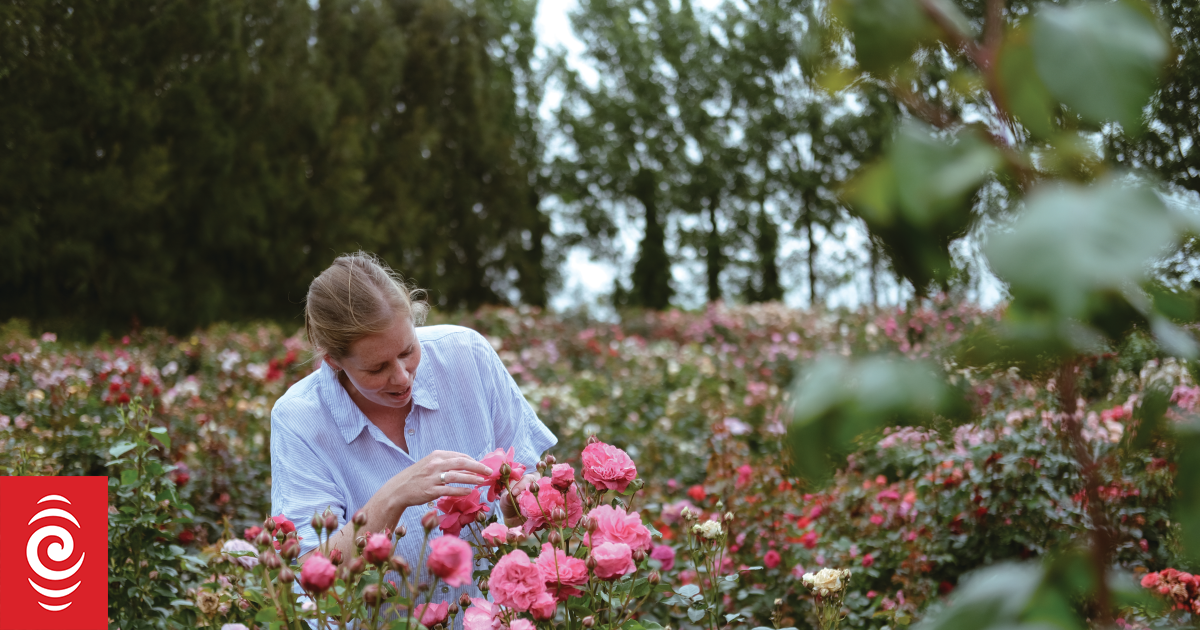 Family rose business in full bloom | RNZ News