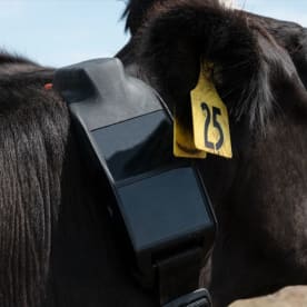 Craig Piggott - From space rockets to 'cowgorithms' | RNZ