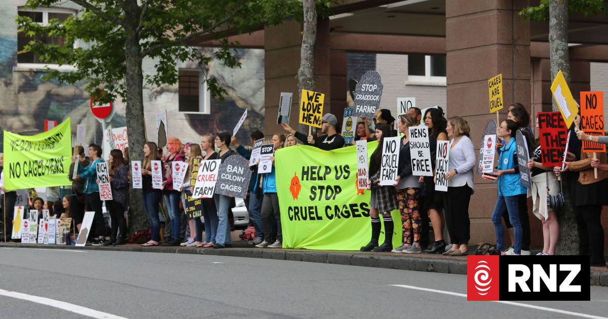 Protesters take on huge caged chicken farm plan | RNZ