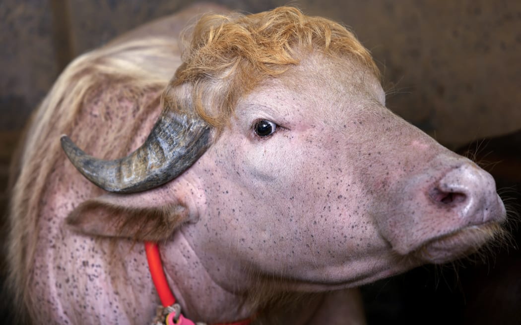 Commander-in-beef: 'Donald Trump' buffalo wows fans ahead of sacrifice ...