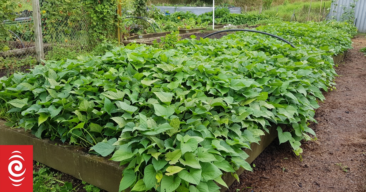 Fruit and Vege Report with Glenn Forsyth | RNZ