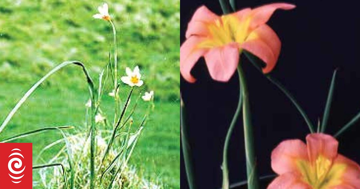 Banned South African plant Cape Tulip toxic to humans and livestock set ...