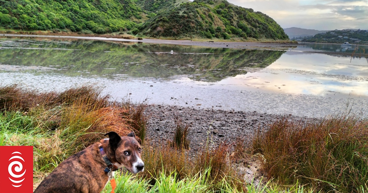 How to enjoy summer outdoors with your dog without getting fined | RNZ News