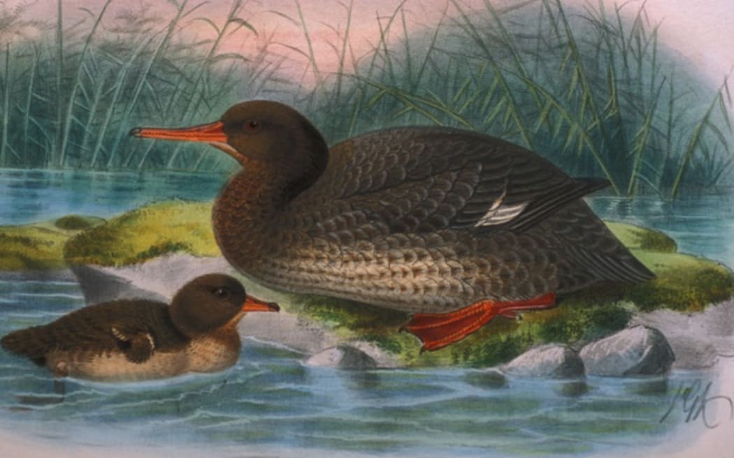 Hidden life of extinct ducks uncovered | RNZ