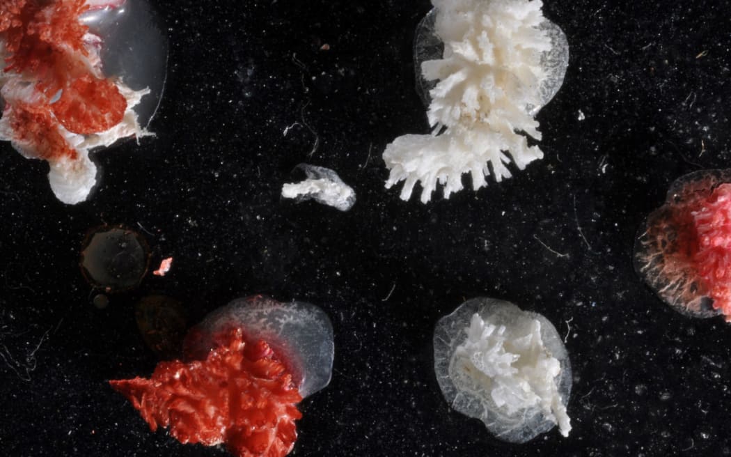 Critter of the Week | RNZ